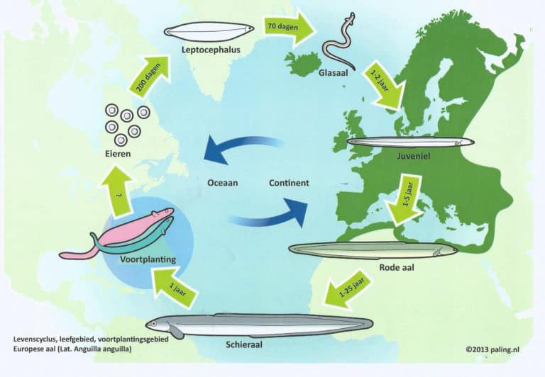 Kunnen we nog wel Paling eten? | Culinea.nl;